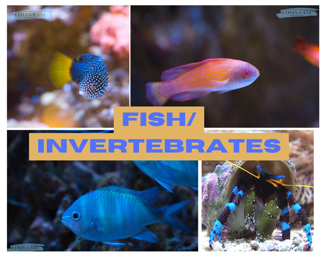 Fish/Invertebrates | Real Reef Aquatics
